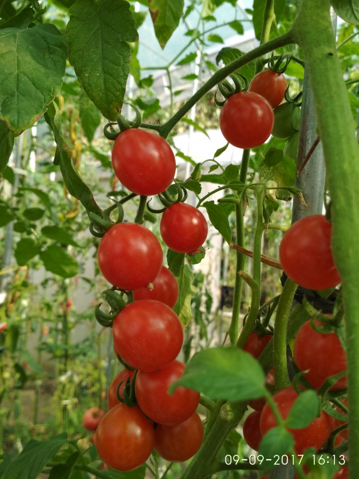 Cherry Swettie (50 seminte) rosii cherry foarte dulci timpurii soi mama ...