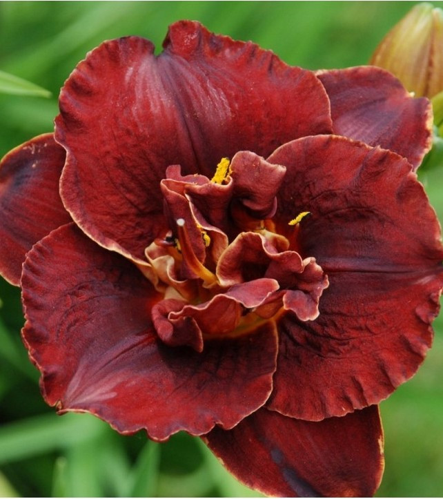Crin Hemerocallis Burgundy Love (ghiveci 1,5 L), crin de o zi cu flori ...