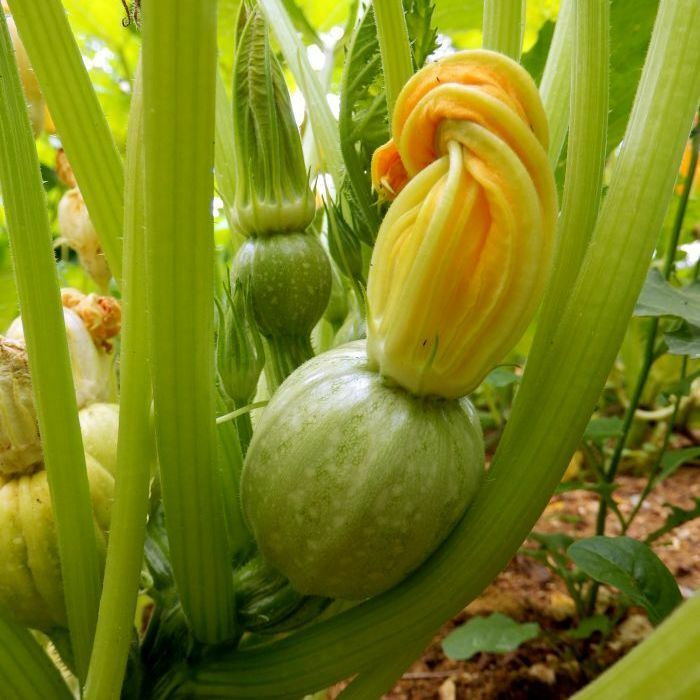 Dovlecel Tondo chiaro di Nizza (21 seminte) dovlecel mic, rotund ...