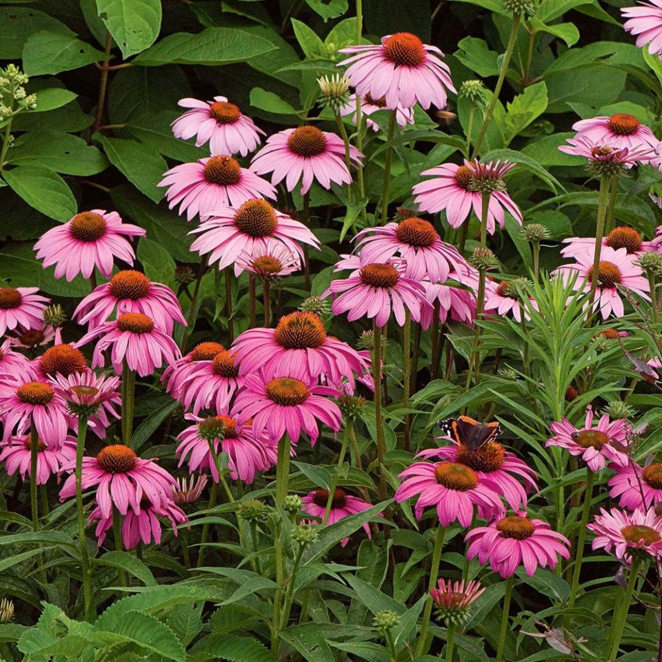 Echinacea (1 kg) seminte de planta medicinala perena, Agrosem