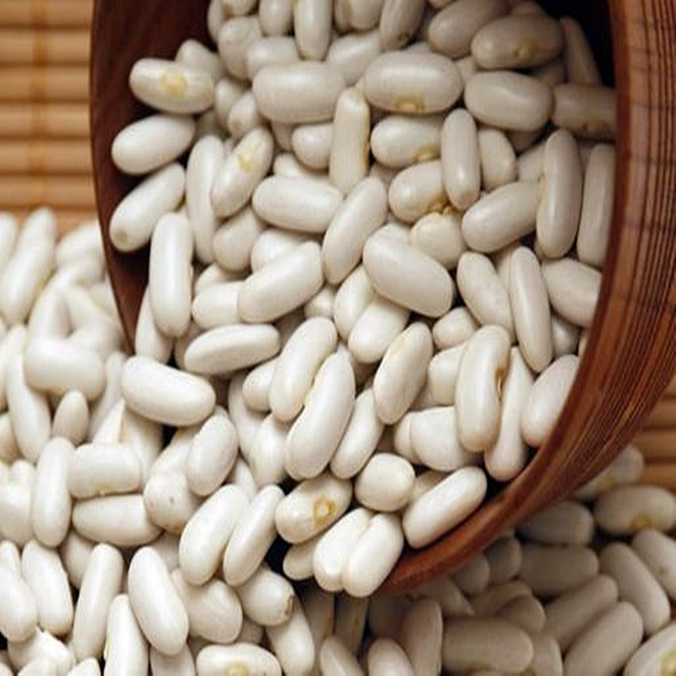 Fasole pentru boabe Cannellino (10 kg) soi extratimpuriu, Prima Sementi