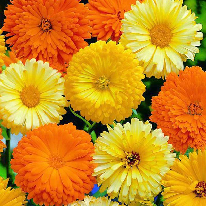 Galbenele Medicinale mix (3 gr) seminte de galbenele colorate in nuante ...