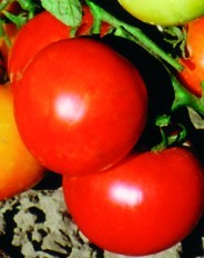 Geo F1 (50 seminte) de rosii bulgaresti profesionale, GeosemSelect Bulgaria