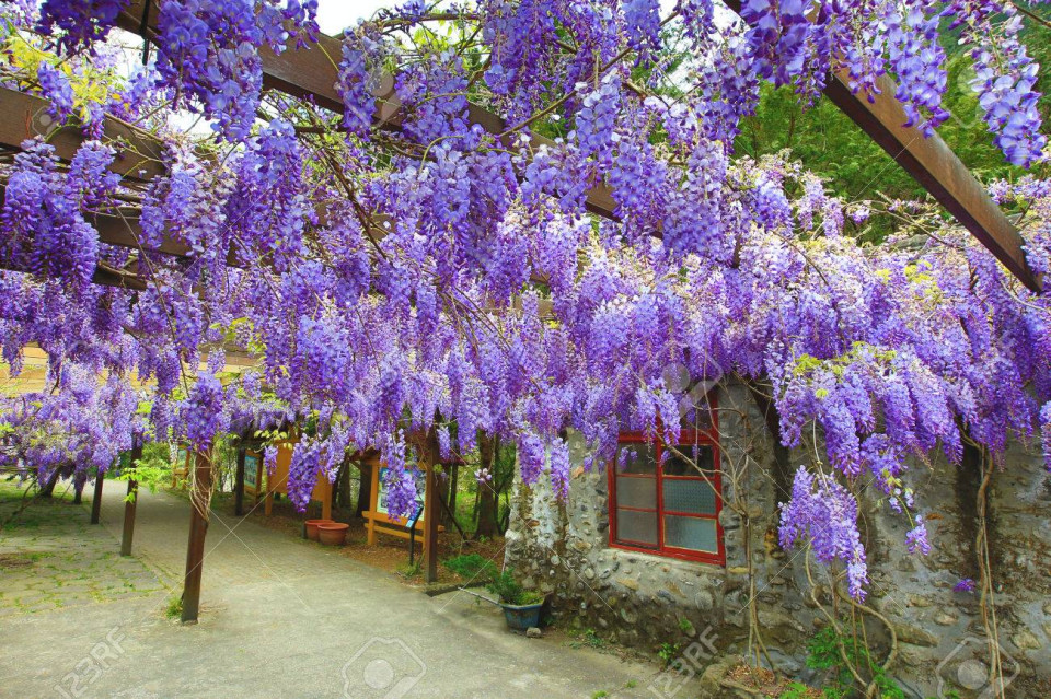 Glicina chinezeasca seminte de Visteria chinezeasca planta agatatoare ...
