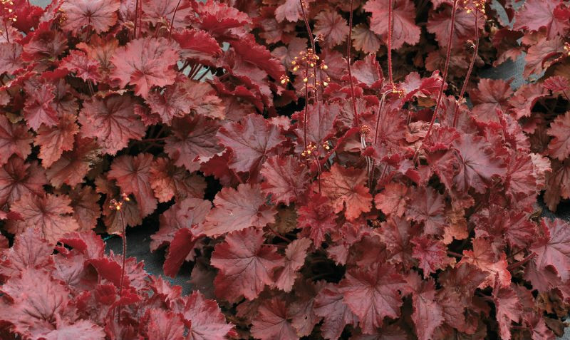 Heuchera Northern Exposure Red (ghiveci 1 L), planta rezistenta, usor ...