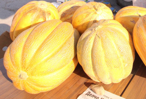 Lider F1 (500 seminte) pepene galben foarte mare 4 - 6 kg, tip feliat ...