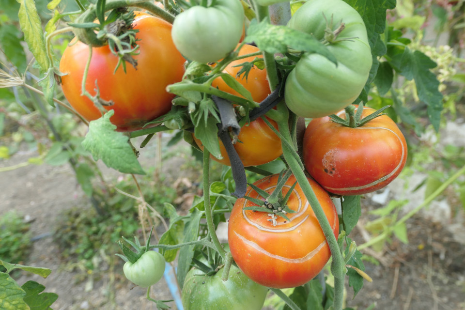 Mistery of Nature (30 seminte) rosii mari culoare de la galben la roz ...