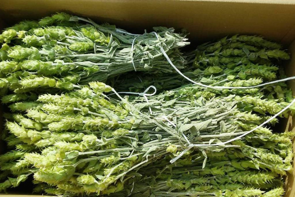 Mursalski Ceai (2 gr) seminte de Ceai Mursalski planta cosmonauţilor ...