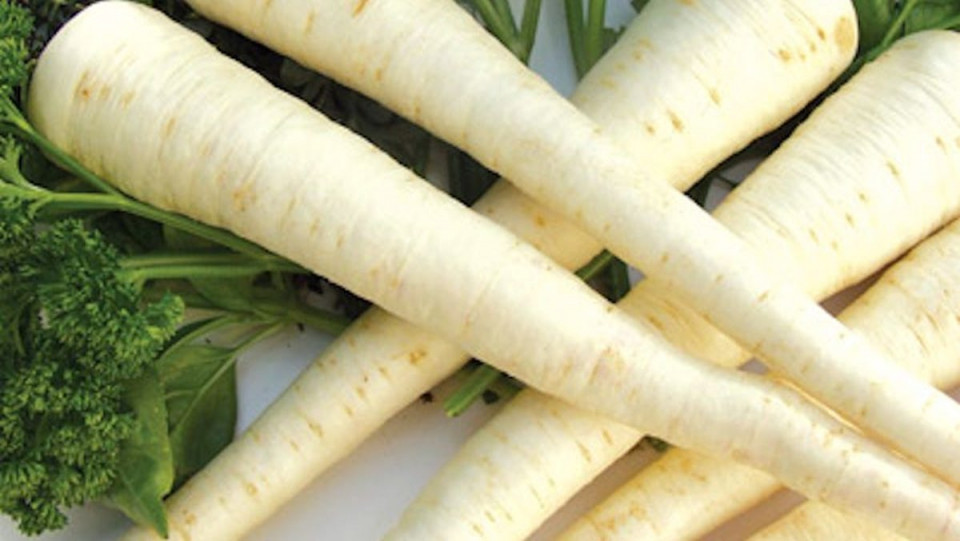 Patrunjel de Radacina - 5 gr - Seminte de Patrunjel de Radacina tip ...