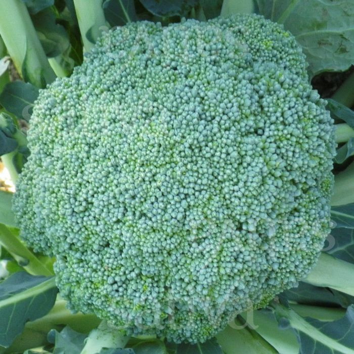 Ramoso Calabrese BIO (750 seminte) broccoli ECO certificat ecologic, AMIA