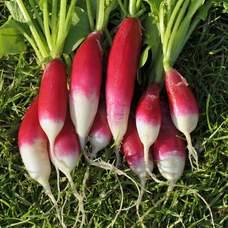 Ridichi de luna French Breakfast (600 seminte) ridichi semilungi de ...