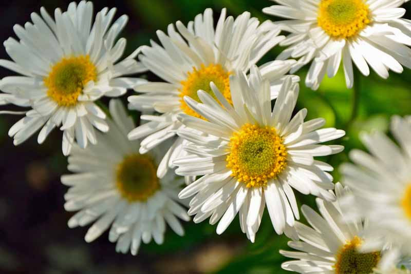 Aster alpinus White (in ghiveci de 1 L), rasad de Ochiul Boului cu ...