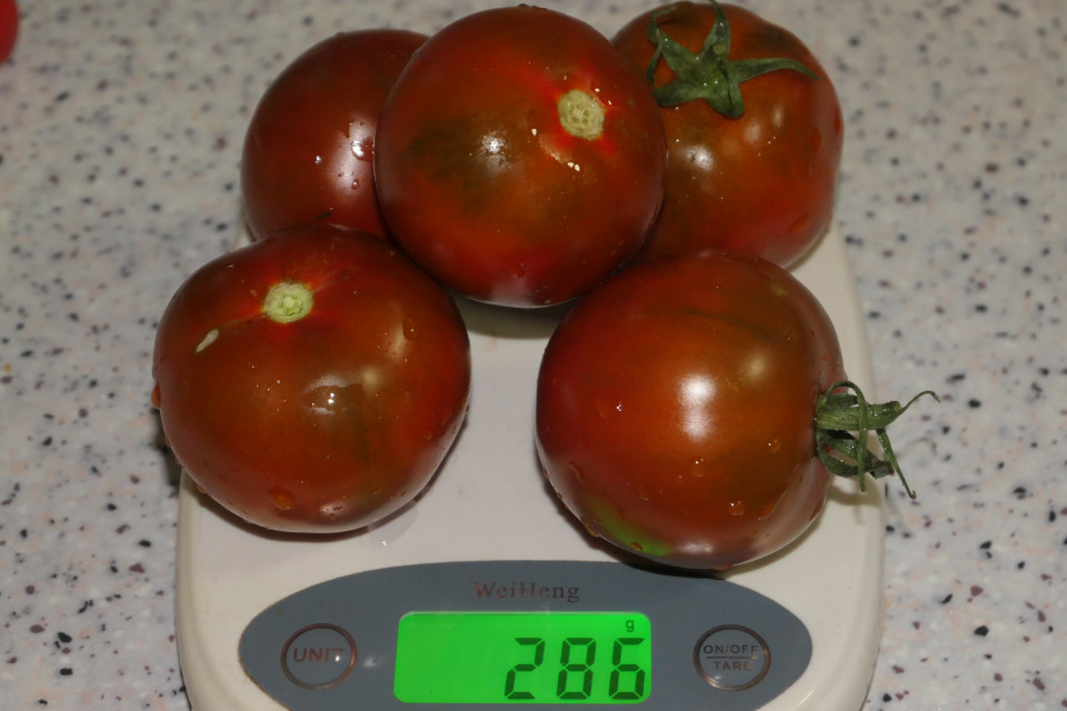 Black Mauri (40 seminte) rosii negre prunisoare, nedeterminate, Ukraina