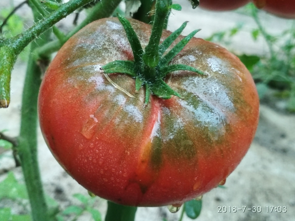 Black Russian (40 seminte) rosii negre, culoarea mahon-brun, Thompson ...