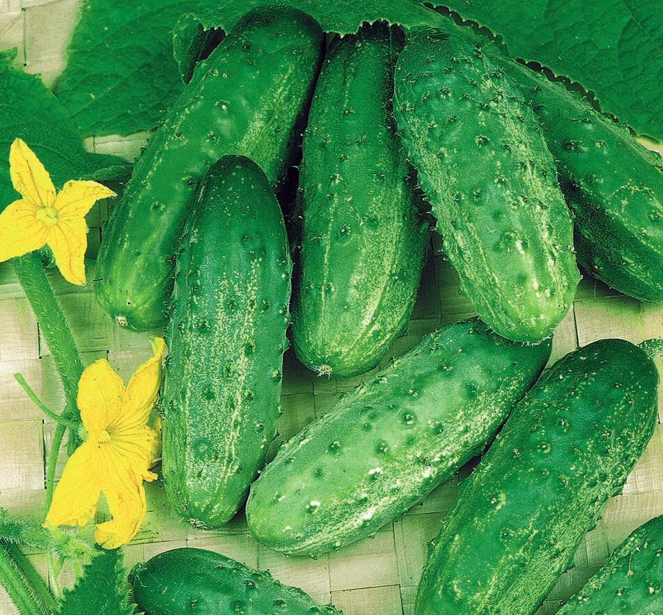 Castraveti Krak F1 (350 seminte) hibrid semitimpuriu cornison muraturi ...