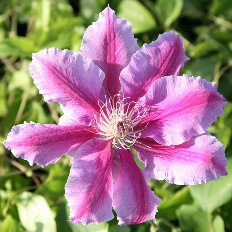 Clematite Doctor Ruppel, tufa ornamentala cataratoare Clematis, cu ...
