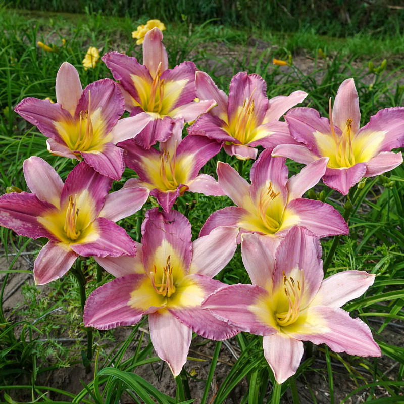 Crin Hemerocallis Nile Crane (ghiveci 1,5 L), crin de o zi cu flori ...