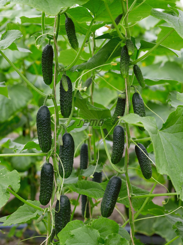 Dafne F1 (1000 seminte) castraveti tip cornison, extratimpurii, Semo Cehia