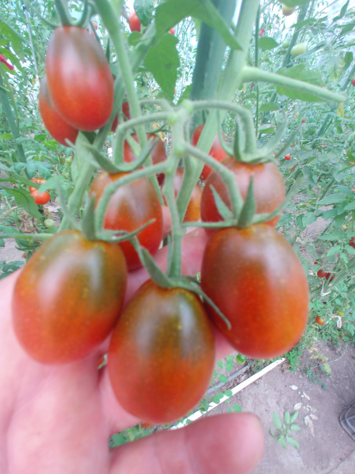 De Barao Black (40 seminte) rosii negre, ovale de culoare mahon inchis ...