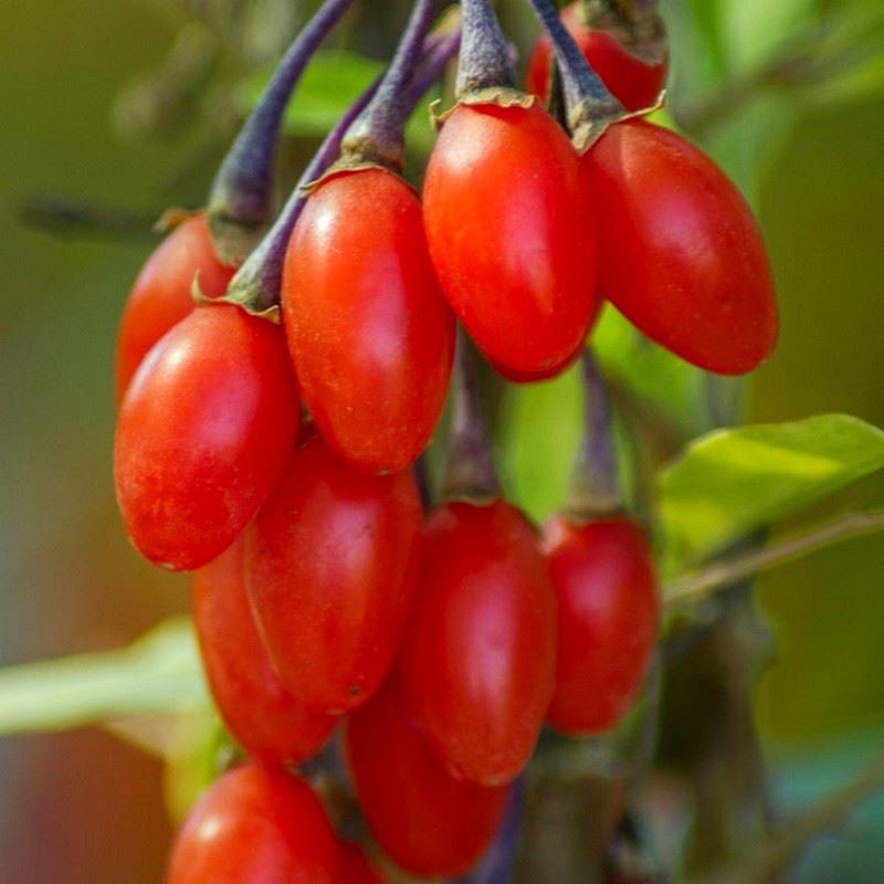 Goji Korean Big, rasad de Goji Berry, arbust peren rezistent la seceta ...