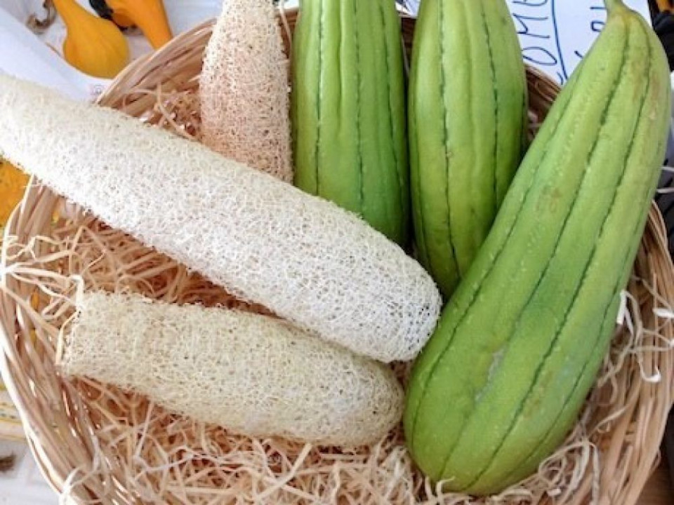 Luffa Cylindrica (1 g), seminte de lufa, planta ornamentala si burete ...