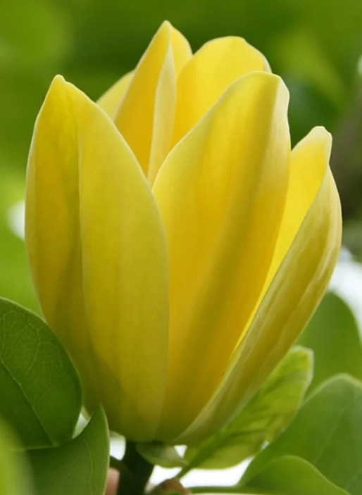 Magnolie Yellow Bird Brooklynensis galbena (ghiveci 3 L) cea mai ...