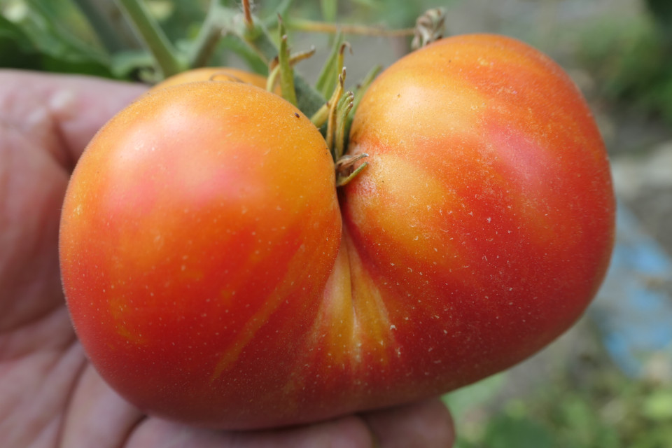 Mistery of Nature (30 seminte) rosii mari culoare de la galben la roz ...