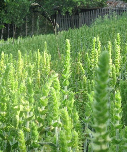 Mursalski Ceai (2 gr) seminte de Ceai Mursalski planta cosmonauţilor ...