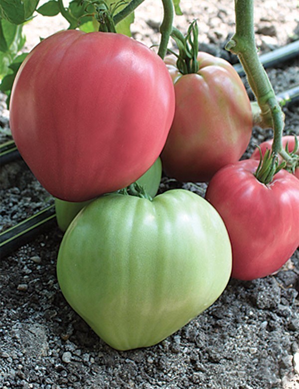 Rozov Dar (Dar Roz) 500 seminte rosii tip Inima de Bivol Gigant Roz ...