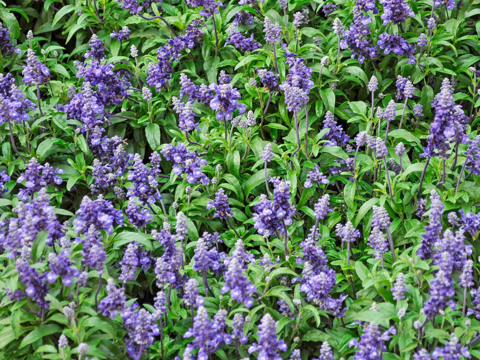 Salvia officinalis (ghiveci 10,5 cm), rasad planta aromatica salvie