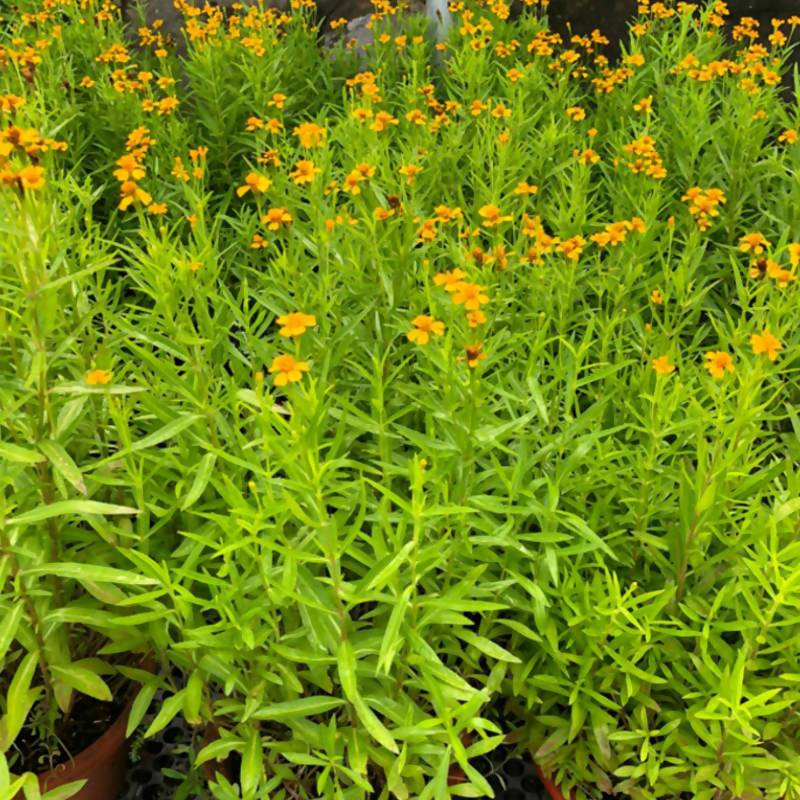 Tarhon (1 kg) seminte de planta aromatica, Agrosem