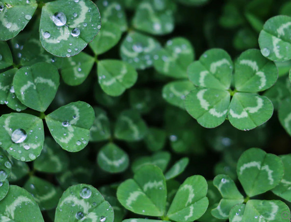 Trifoi alb pitic (500 gr) seminte de trifoi alb pitic Nanissimo, Prima ...