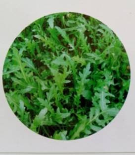 Dallas (1 kg) seminte de rucola (baby leaf) ideala pentru semanare in ...
