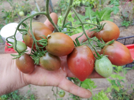 Ukrainean Purple (30 seminte) rosii prunisoare de culoare purpuriu ...