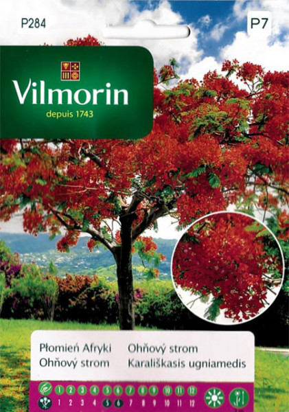 Copac flacara (Arbore de Foc) Delonix regia seminte de arbore exotic ...