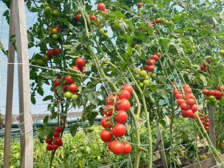 Seminte Rosii Cherry - Seminte1