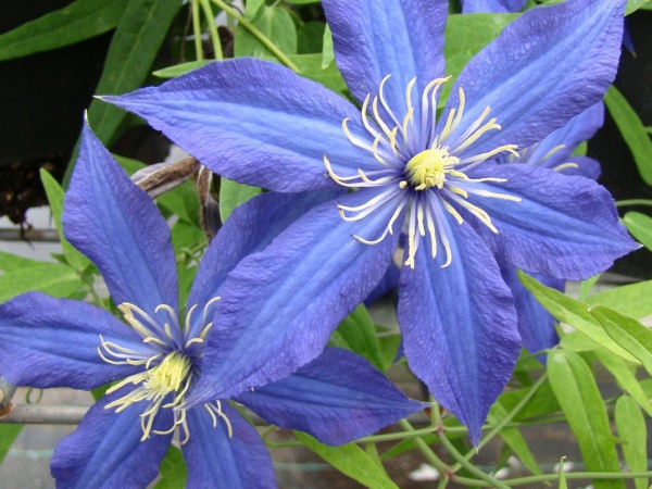 Clematite Rapsody (ghiveci 2 L), tufa ornamentala cataratoare Clematis ...