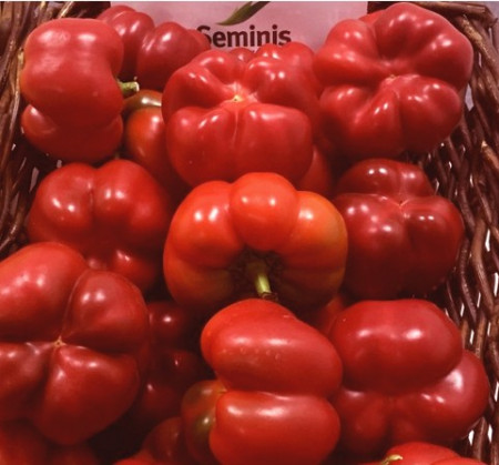 Seminte Ardei Gogosar - Seminte1