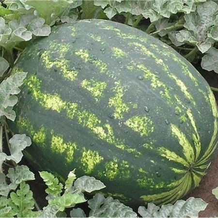 Varda F1 (1000 seminte) pepene verde tip Crimson fruct oval 10-15 kg ...