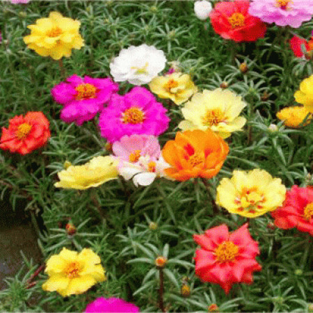 Flori de Piatra simplu mix (5000 seminte) de flori de piatra Portulaca ...