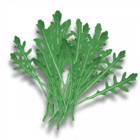 Atlanta (100 gr) seminte de rucola (baby leaf) cu o maturitate ...