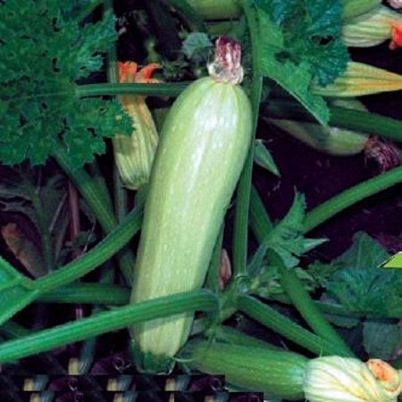 Seminte legume romanesti - Seminte1