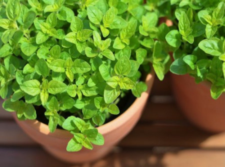 Magheran (1 kg) seminte de maghiran, planta aromatica pentru ...