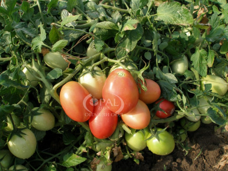 Seminte Rosii - Seminte1