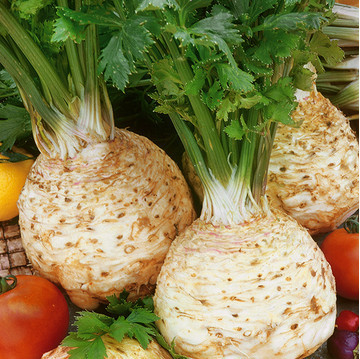 Telina Bianco di Verona (5000 seminte) de telina soi semitimpuriu ...