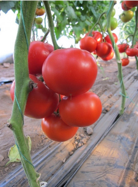 Seminte Rosii - Seminte1