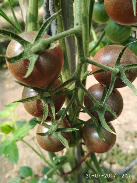 Chocolate Amazon (30 seminte) rosii negre, dulci si carnoase, Ukraina