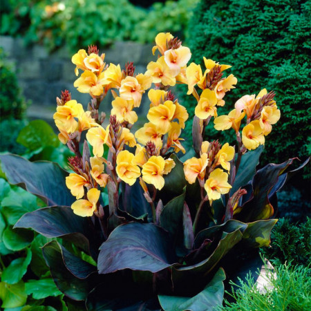 Canna Louis Cottin (1 bulb), floare exotica mare, culoare galben, bulbi ...