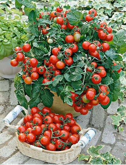 Seminte Rosii Cherry - Seminte1