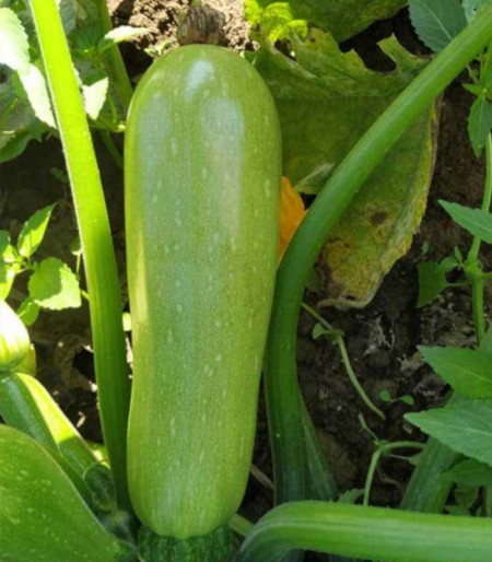 Cordelia F1 (500 seminte) de dovlecel perfect cilindric, neted, verde ...